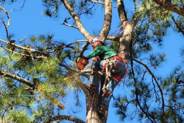 About - Cut N’ Edge Trees